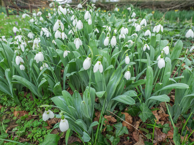 Buddington Farm, National Garden Scheme - Storrington, West Sussex